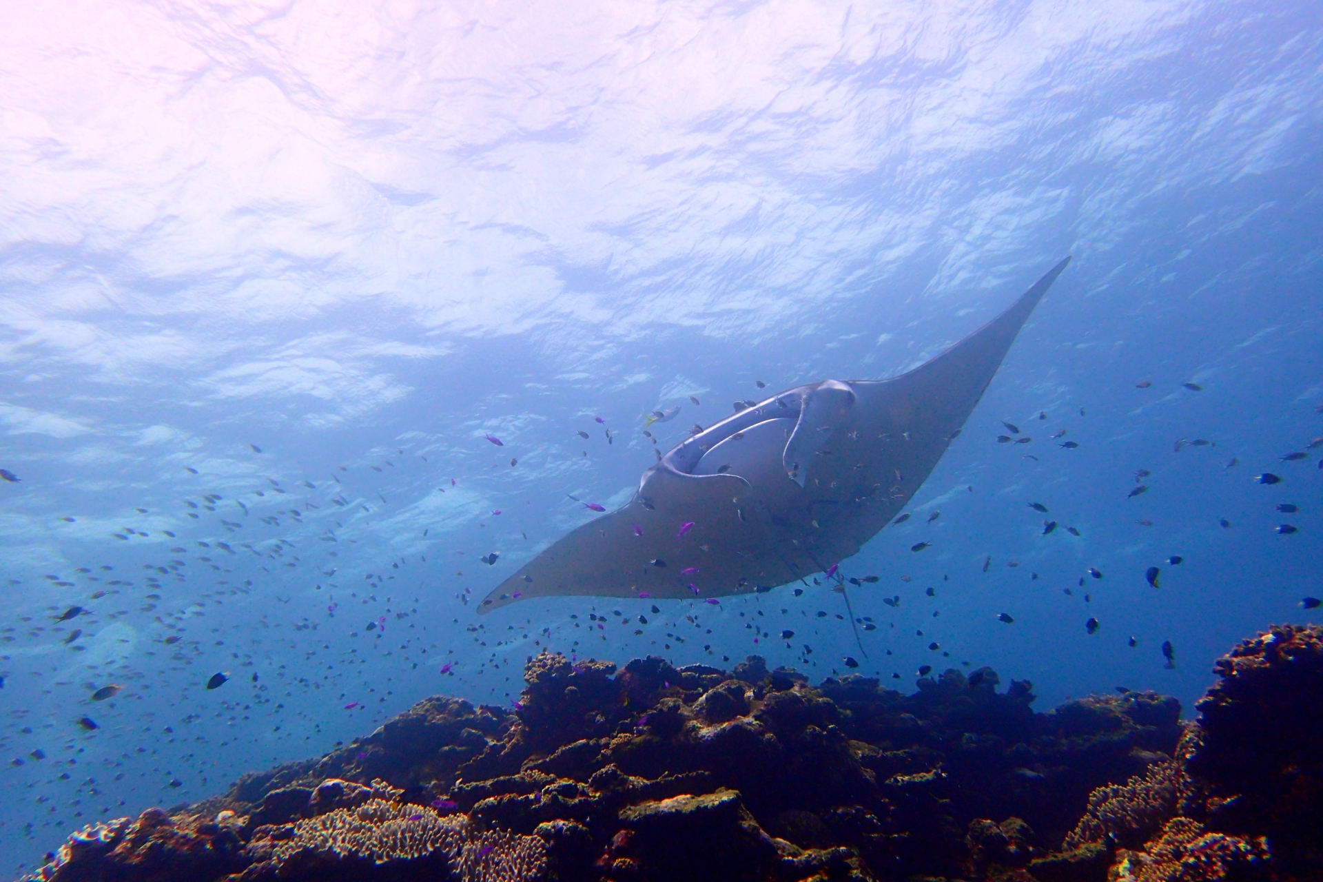 Wild animals in Japan and Where to find them | Japan Wonder Travel Blog