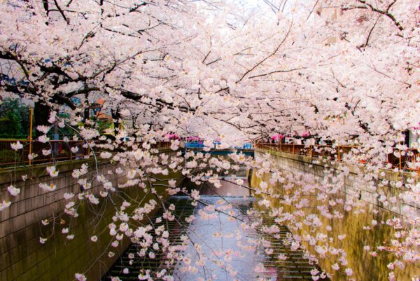 7 Day Spring Itinerary in Japan 2025 to Enjoy Cherry Blossoms | Japan ...