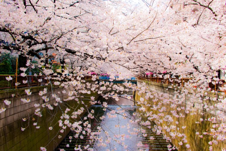 7 Day Spring Itinerary in Japan 2026 to Enjoy Cherry Blossoms | Japan ...
