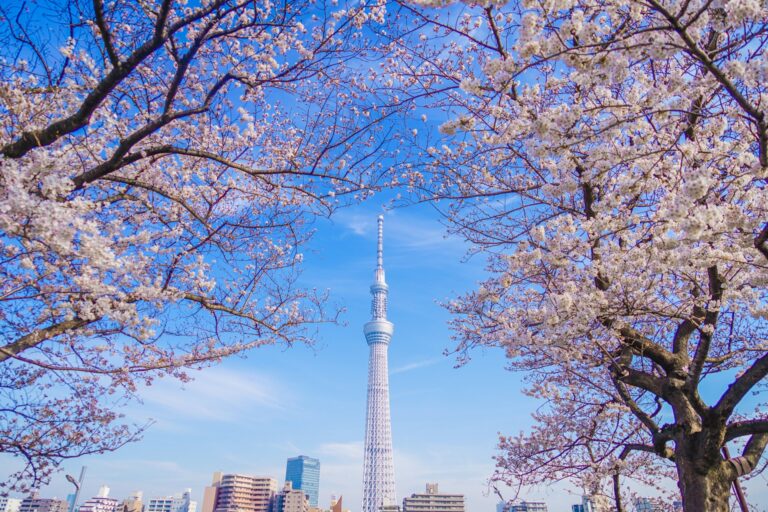 7 Day Spring Itinerary in Japan 2025 to Enjoy Cherry Blossoms | Japan ...