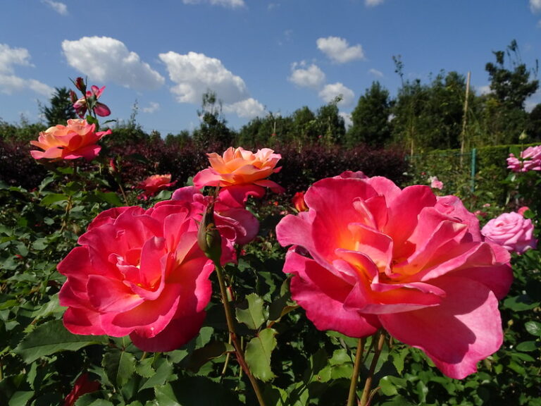 15 Flower Festivals near Tokyo April May 2026 | Japan Wonder Travel Blog