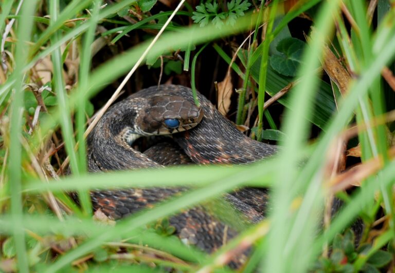 Wild animals in Japan and Where to find them | Japan Wonder Travel Blog