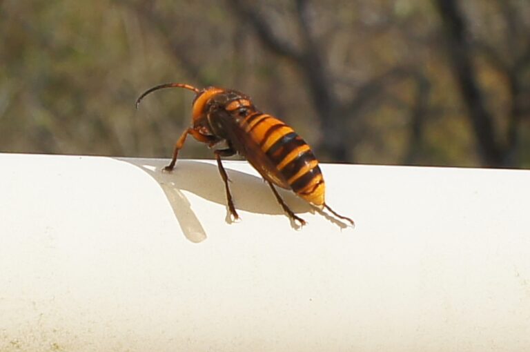 Wild animals in Japan and Where to find them | Japan Wonder Travel Blog