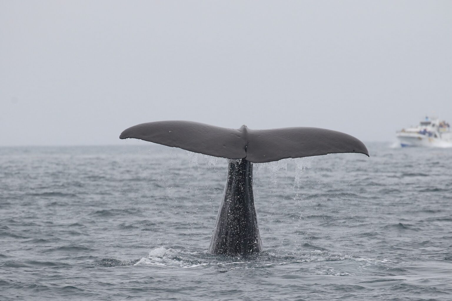 Wild animals in Japan and Where to find them | Japan Wonder Travel Blog