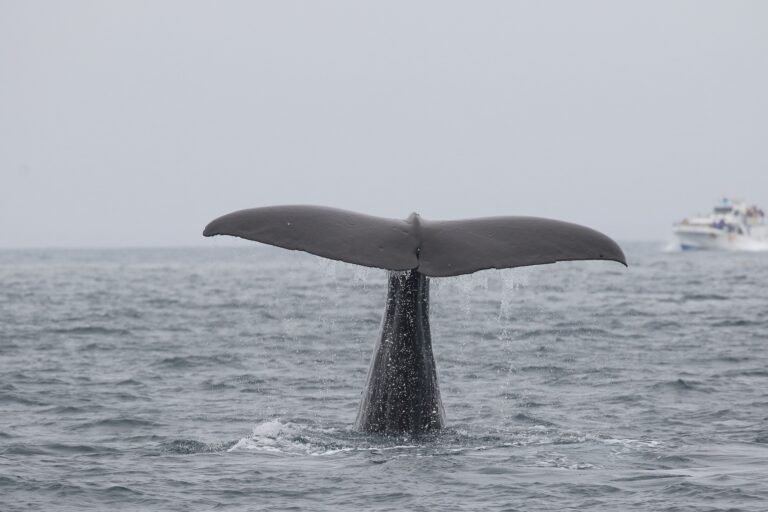 Wild animals in Japan and Where to find them | Japan Wonder Travel Blog