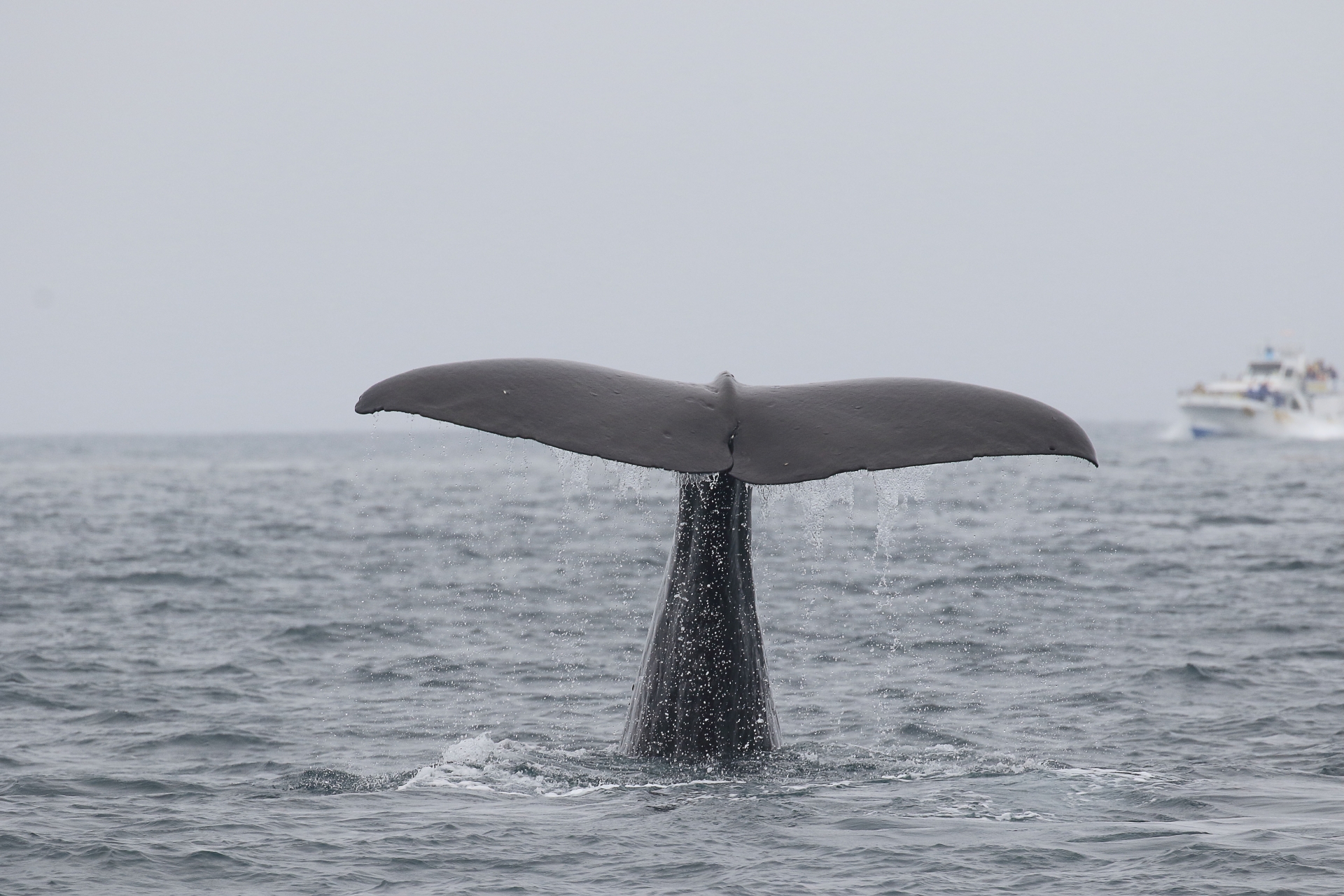 Wild animals in Japan and Where to find them | Japan Wonder Travel Blog