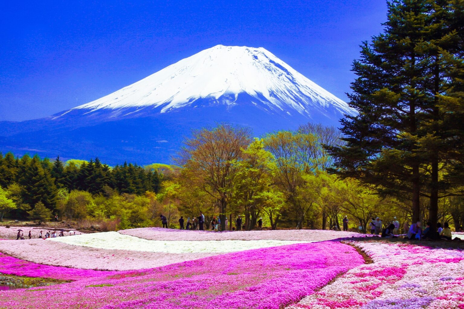 15 Flower Festivals near Tokyo April May 2026 | Japan Wonder Travel Blog