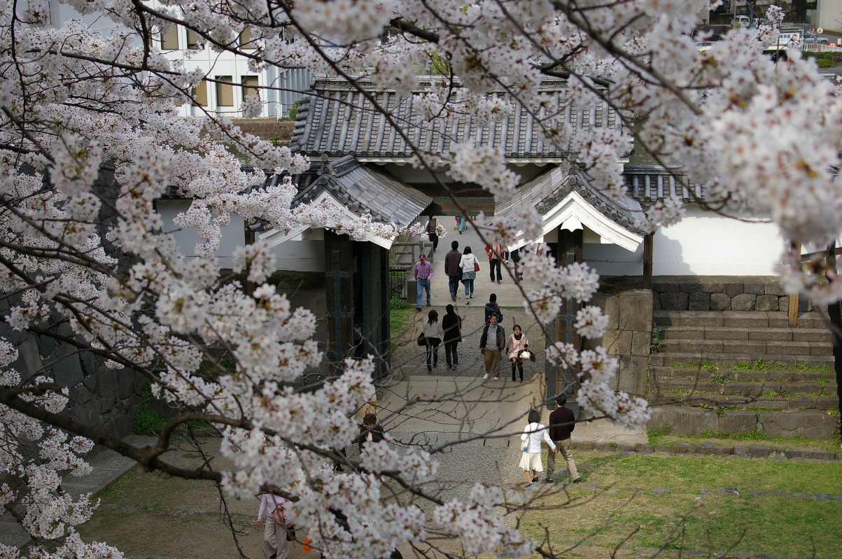 7 Day Spring Itinerary in Japan 2025 to Enjoy Cherry Blossoms | Japan ...