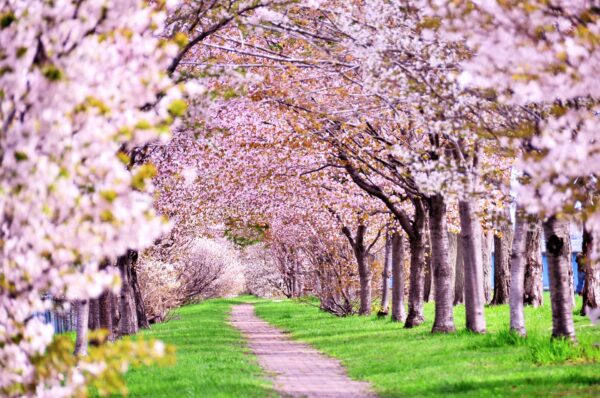 10 Events and Things to do in Japan in March | Japan Wonder Travel Blog