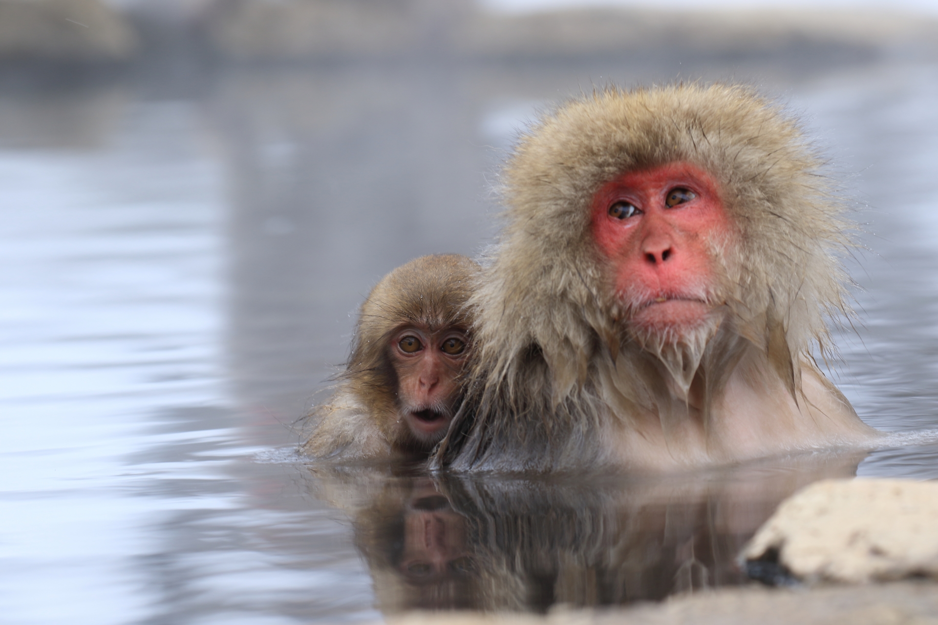 Wild animals in Japan and Where to find them | Japan Wonder Travel Blog