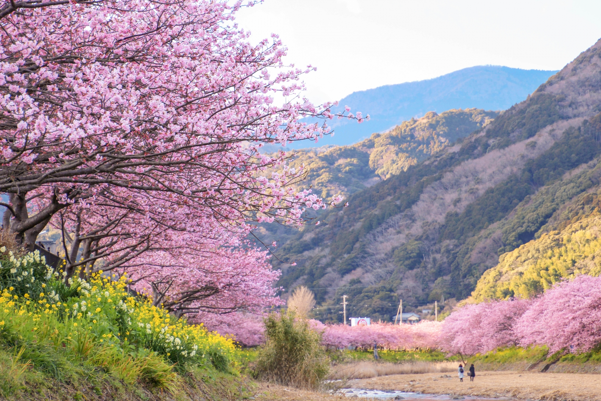 10 Early Blooming Sakura Spots in Japan February-March 2024 | Japan ...