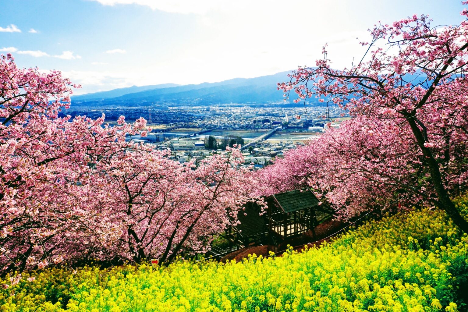 10 Early Blooming Sakura Spots in Japan February-March 2024 | Japan ...