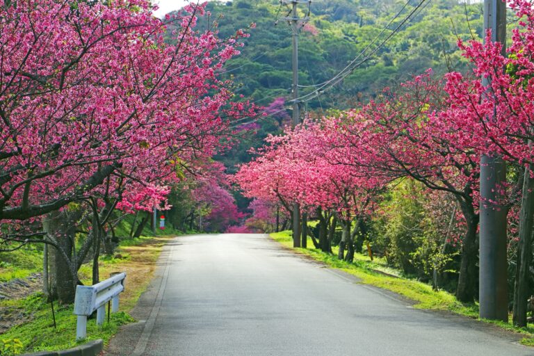 10 Early Blooming Sakura Spots in Japan February-March 2024 | Japan ...