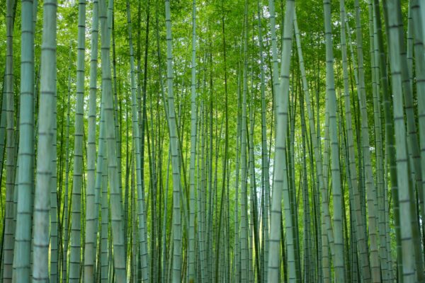 10 Amazing Day Trips from Kyoto | Japan Wonder Travel Blog