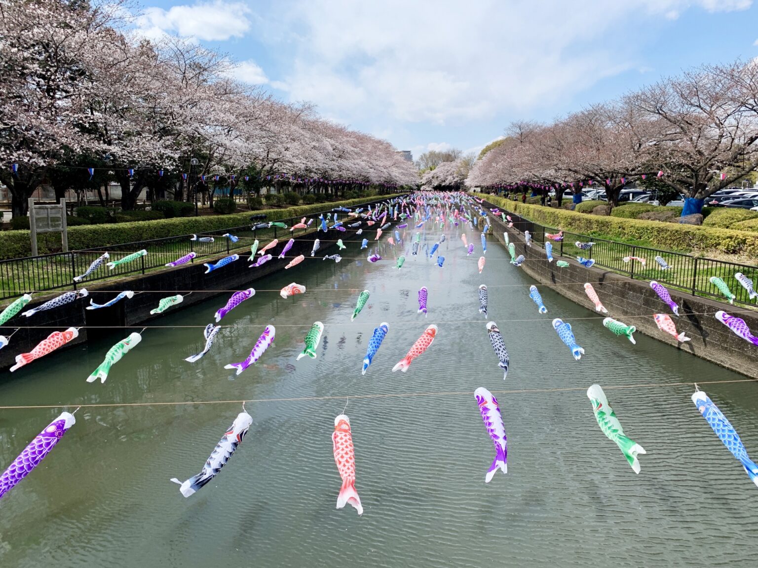 10 Koinobori Festivals to Visit in Japan 2026 | Japan Wonder Travel Blog