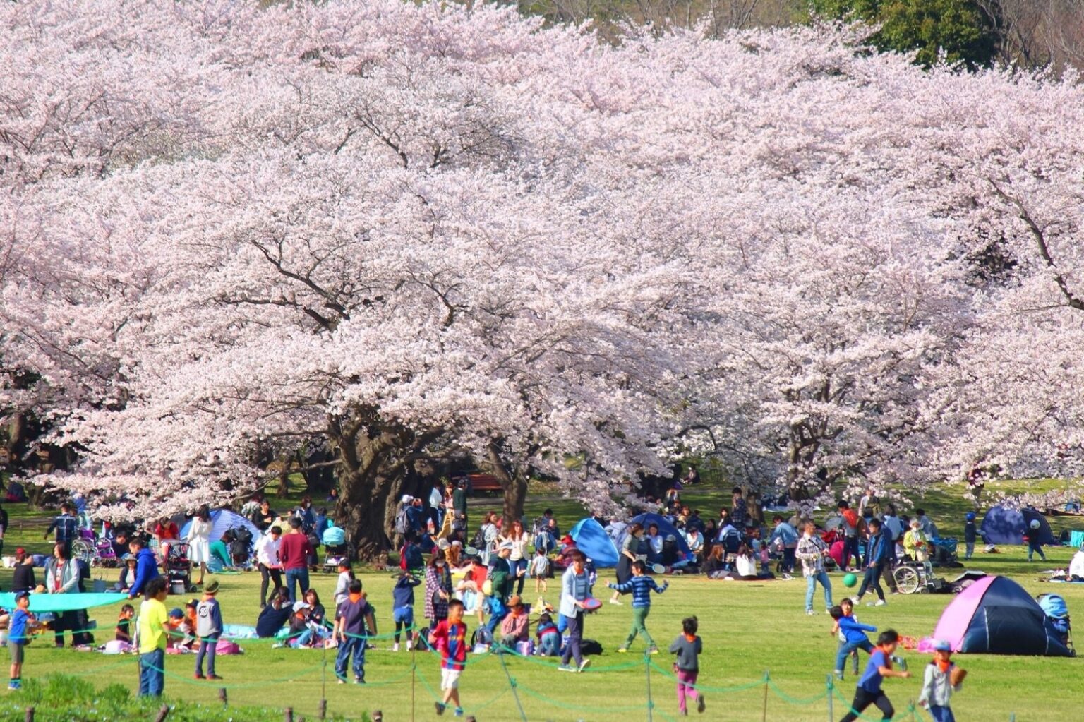Interesting Japanese Seasonal Words for Spring | Japan Wonder Travel Blog
