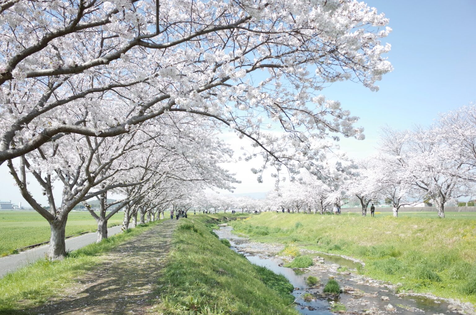 Japan has more than 4 seasons? Microseasons of Spring | Japan Wonder ...