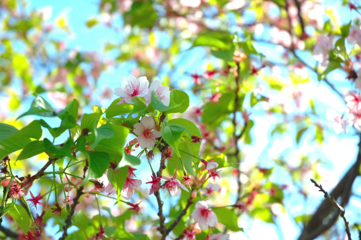 Interesting Japanese Seasonal Words for Spring | Japan Wonder Travel Blog