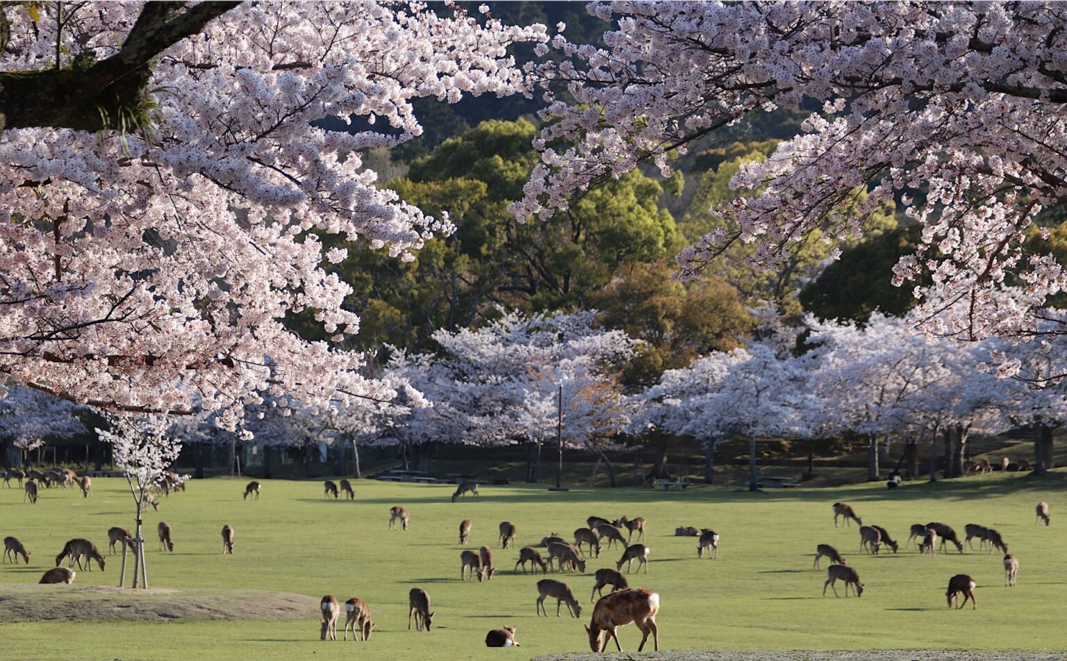 30 Best Cherry Blossom Viewing Spots In Japan 2025 | Japan Wonder ...