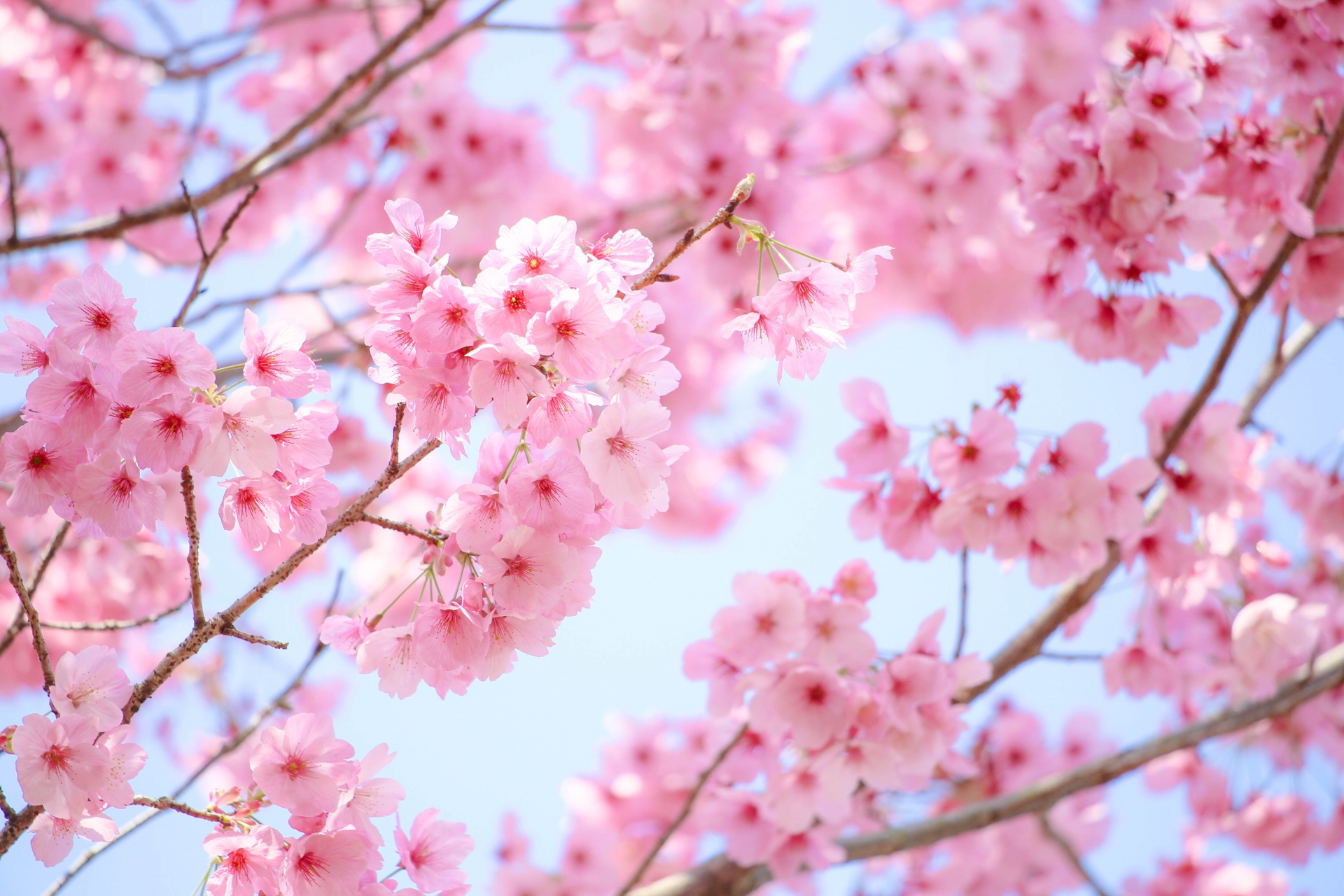 10 Best Festivals in Japan in March | Japan Wonder Travel Blog