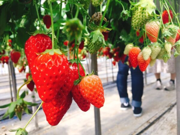 10 Events and Things to Do in Tokyo in February | Japan Wonder Travel Blog