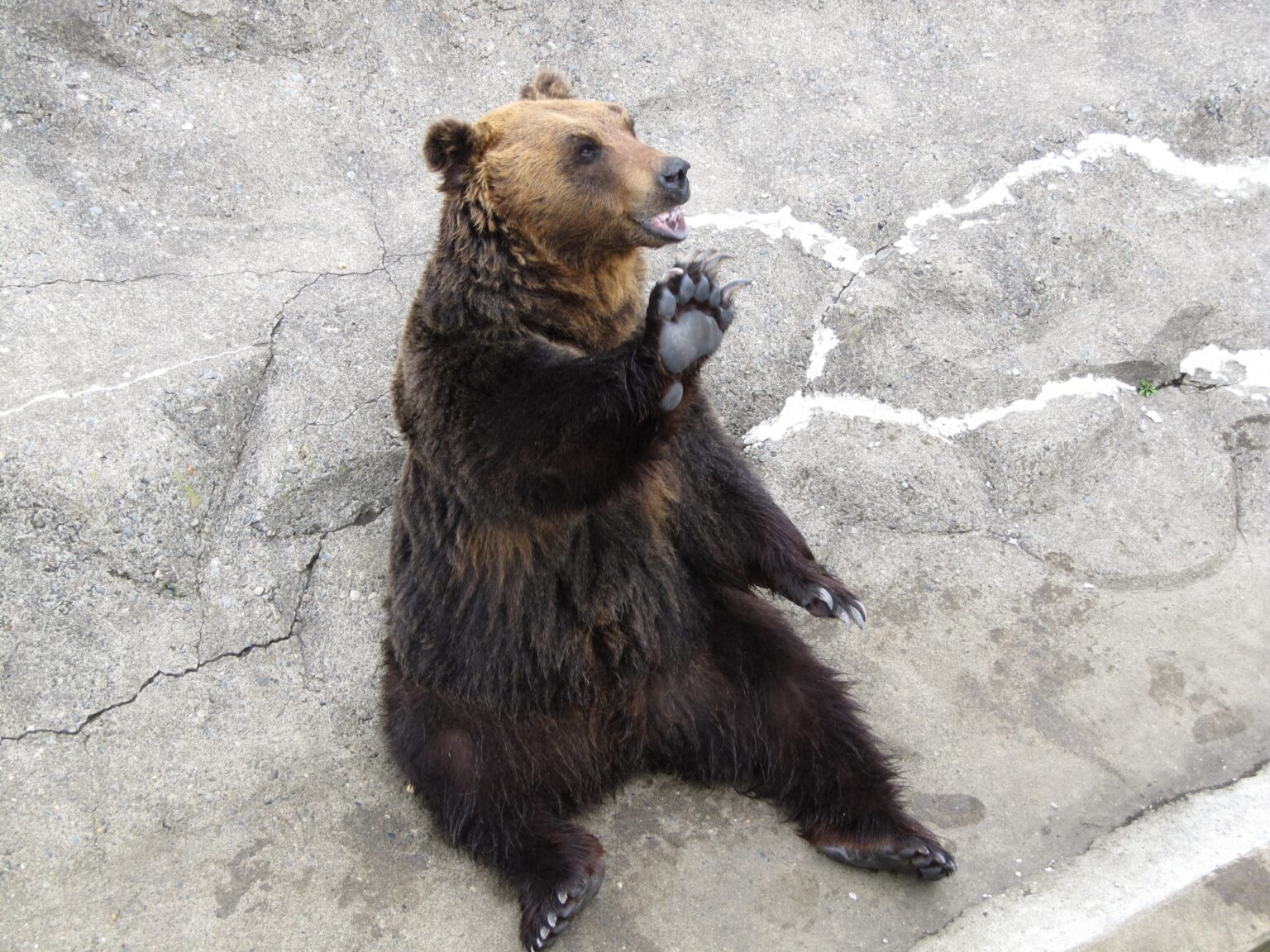 Wild animals in Japan and Where to find them | Japan Wonder Travel Blog