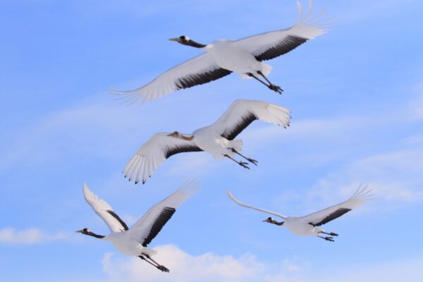 Wild animals in Japan and Where to find them | Japan Wonder Travel Blog