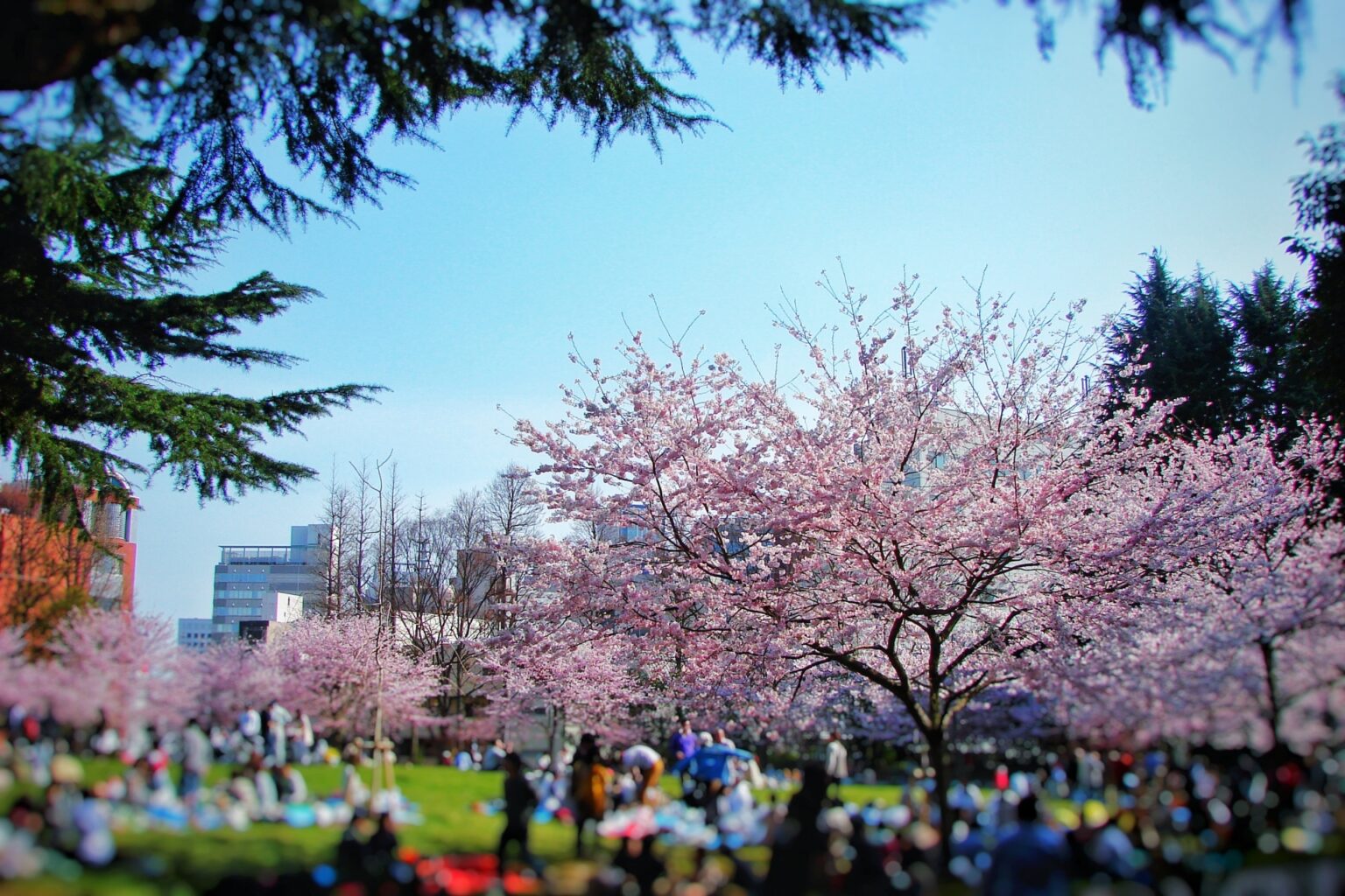 15 Best Cherry Blossom Viewing Spots in Northern Japan April-May 2025 ...