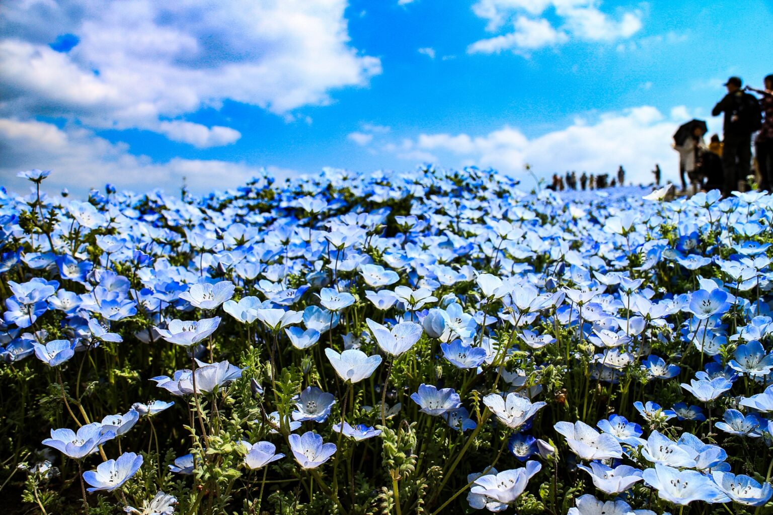 20 Places to Visit for Nature Lovers in Japan | Japan Wonder Travel Blog