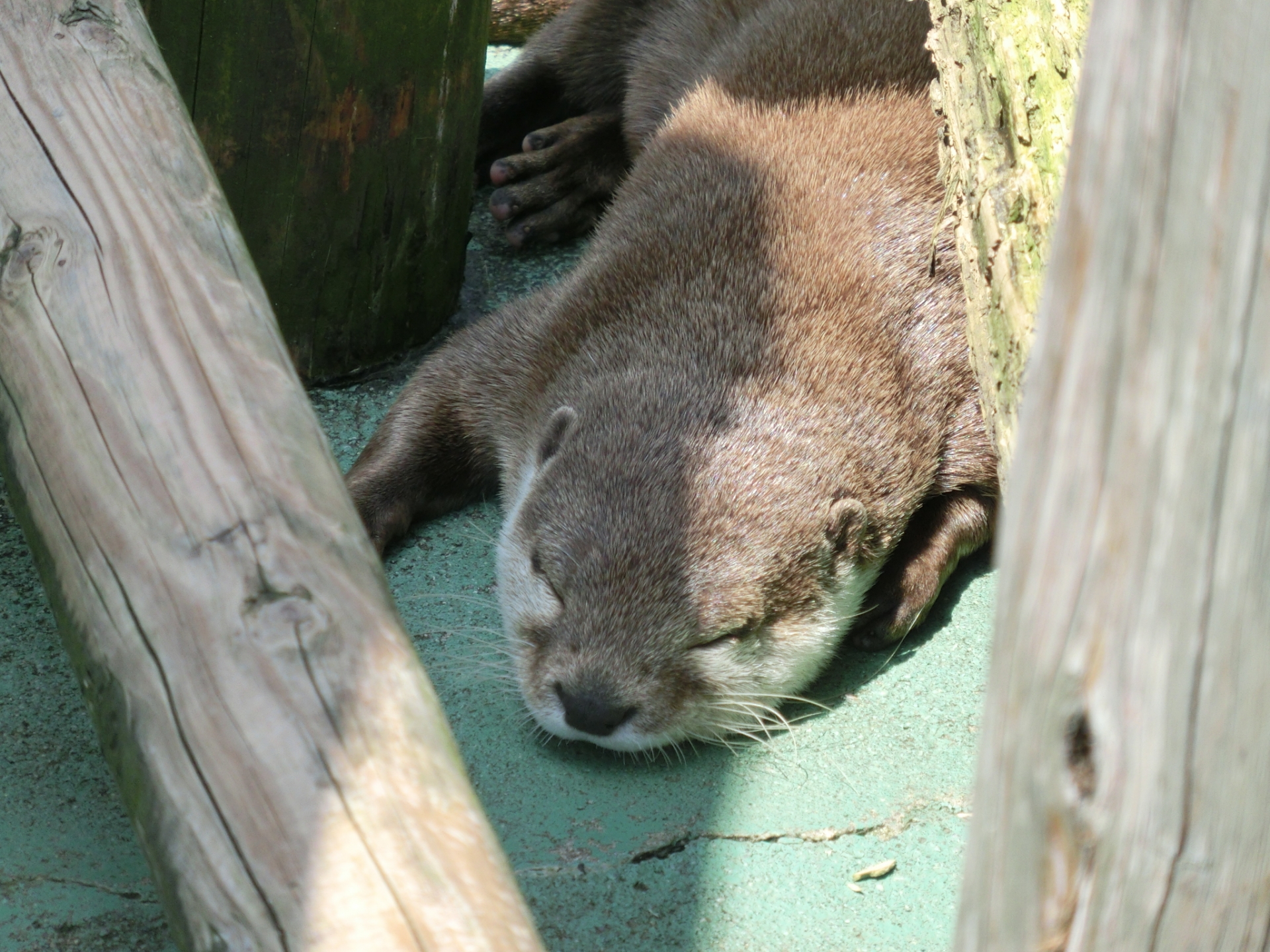 11 Best Aquariums in Japan | Japan Wonder Travel Blog