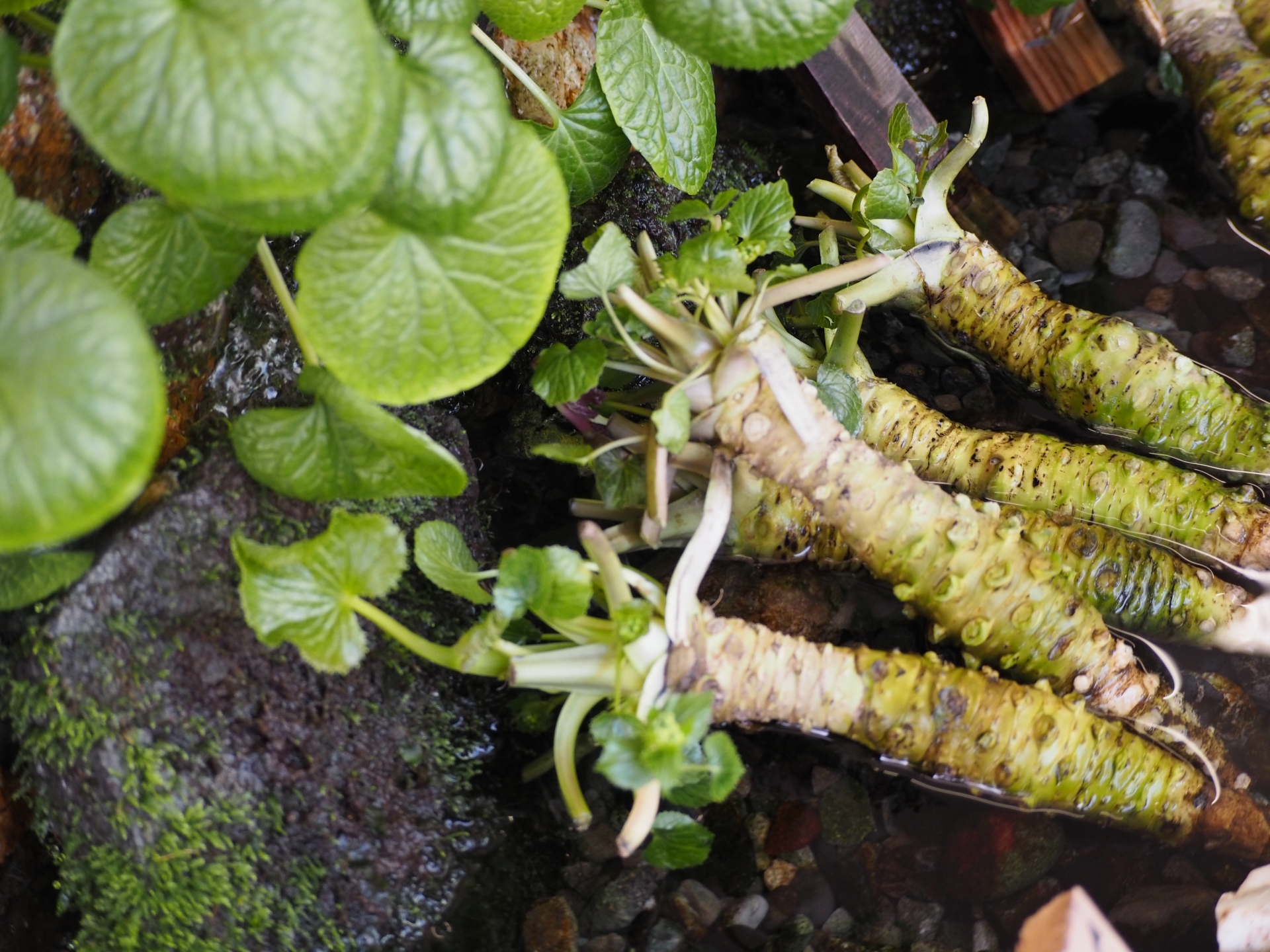 What is Wasabi? | Japan Wonder Travel Blog