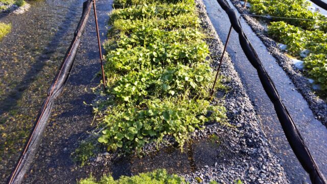 What is Wasabi? | Japan Wonder Travel Blog