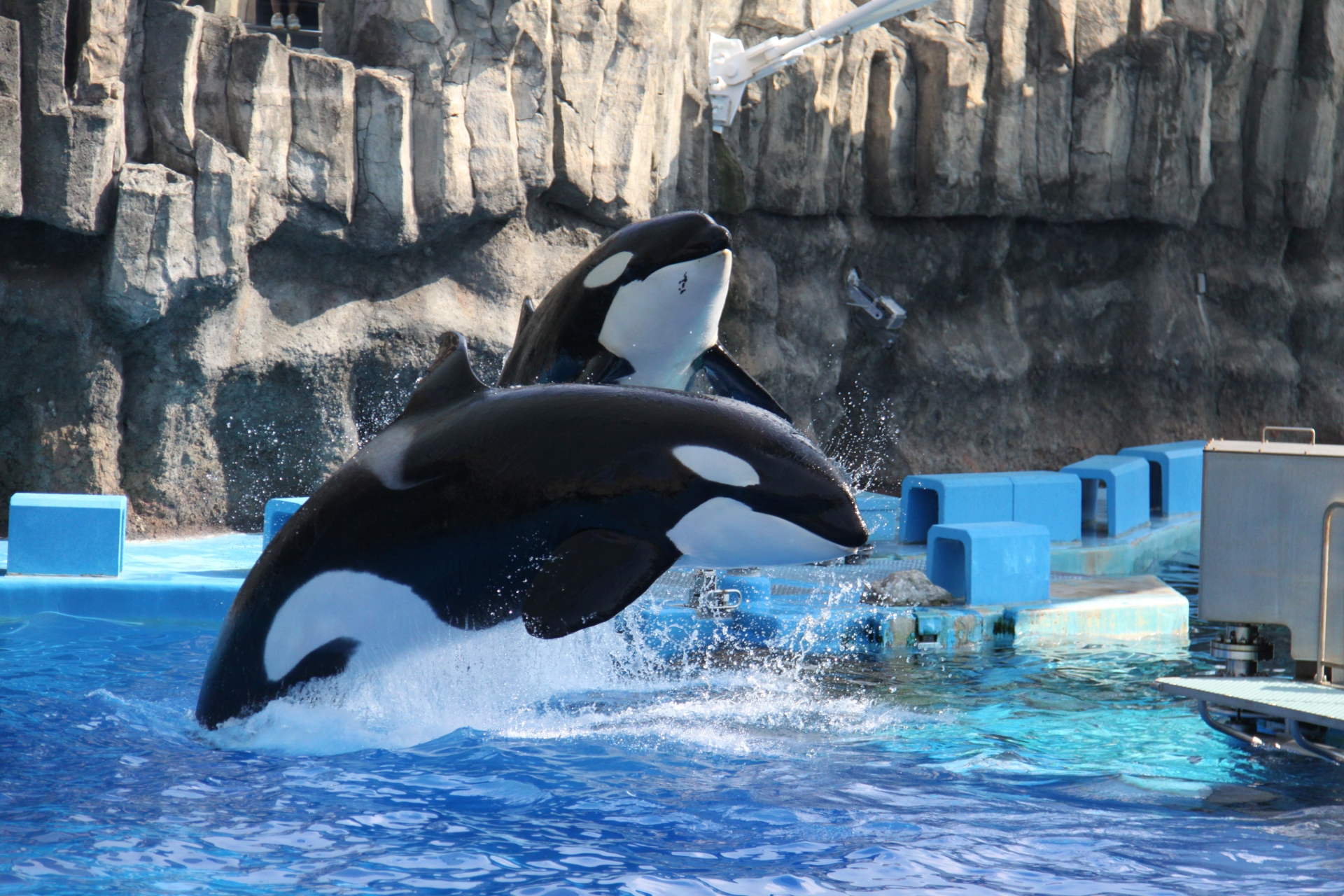 11 Must-Visit Aquariums in Japan | Japan Wonder Travel Blog