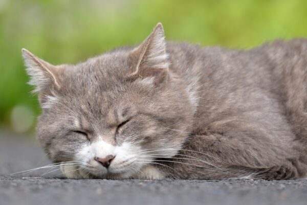 10 Symbolic Animals in Japanese Culture | Japan Wonder Travel Blog