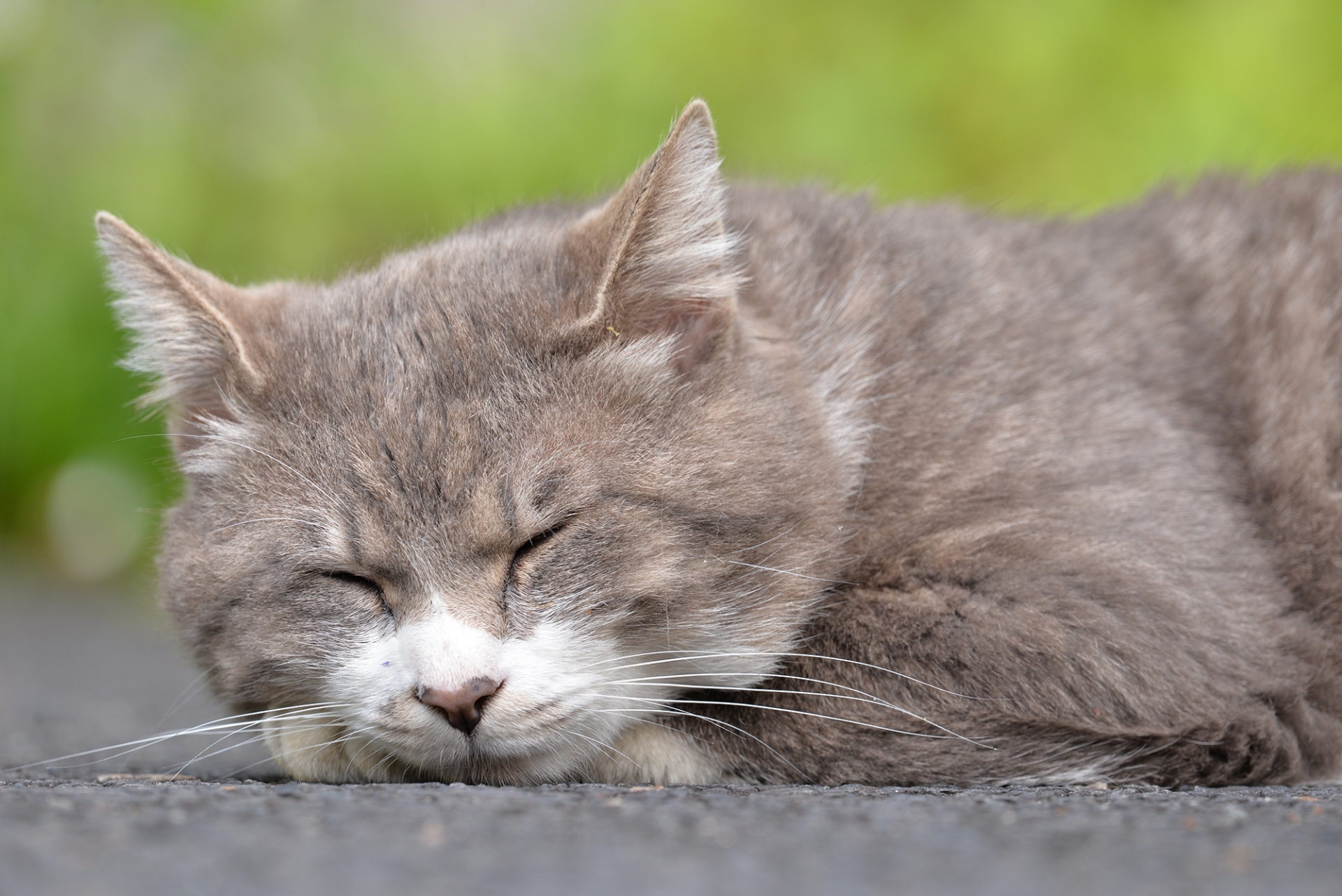 10 Symbolic Animals in Japanese Culture | Japan Wonder Travel Blog