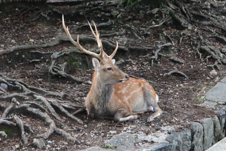 10 Symbolic Animals in Japanese Culture | Japan Wonder Travel Blog