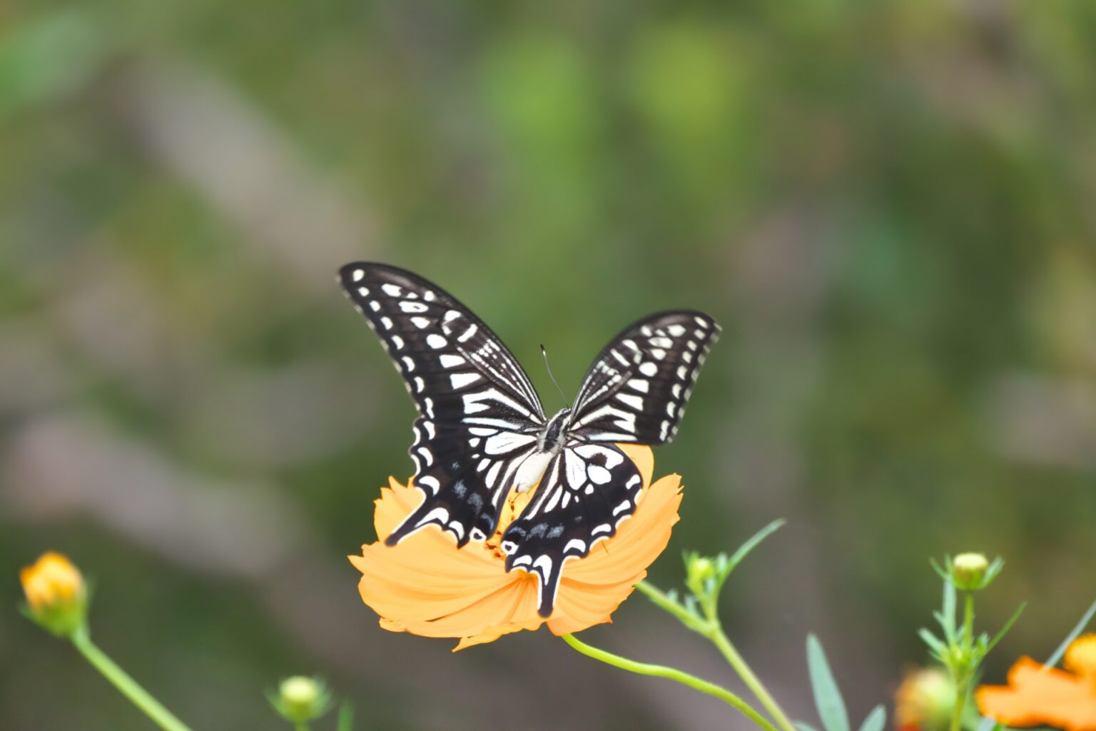 10 Symbolic Animals in Japanese Culture | Japan Wonder Travel Blog