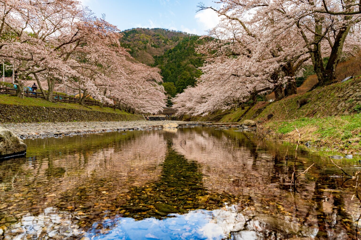 10 Best Cherry Blossom Viewing Spots in Kyoto | Japan Wonder Travel Blog