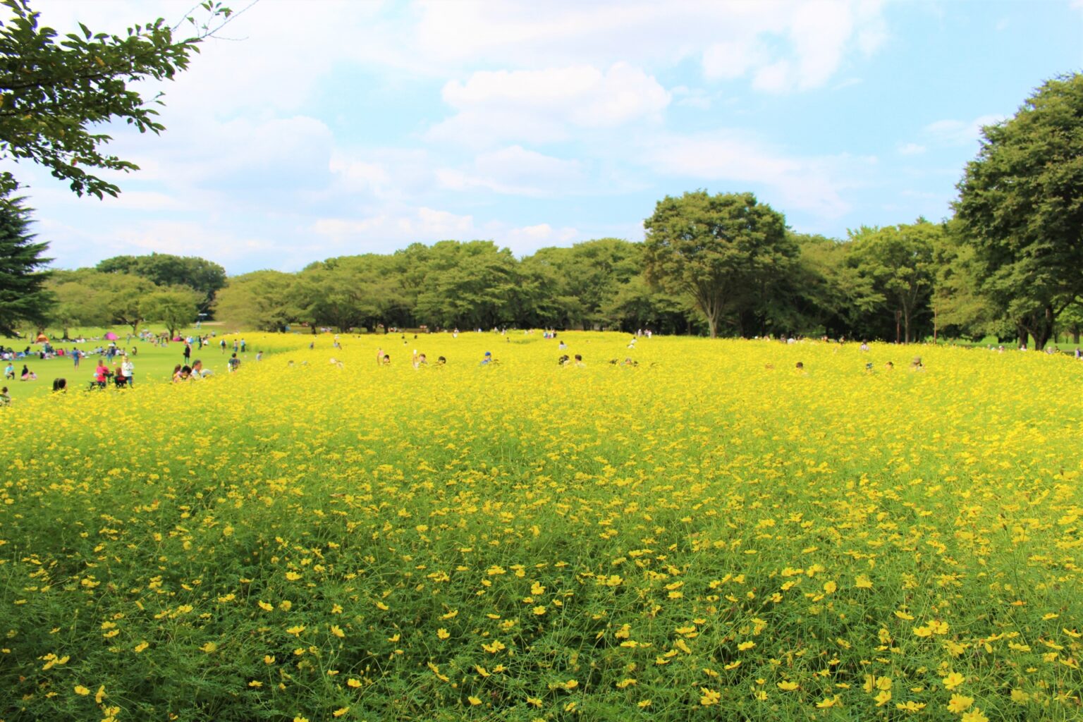 10 Events and Things to do in Tokyo in March | Japan Wonder Travel Blog