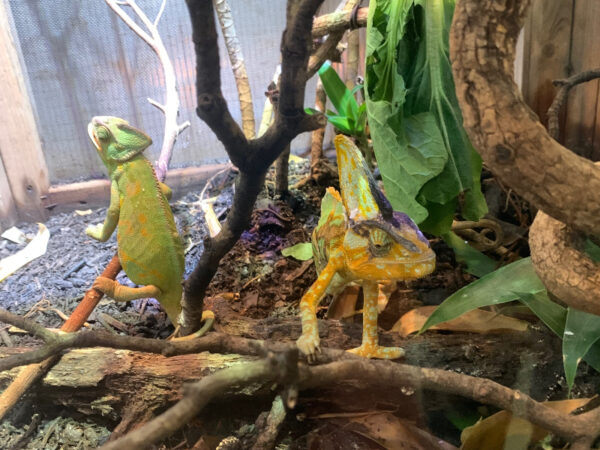 Weekend Trip to The Izu Peninsula in Shizuoka | Japan Wonder Travel Blog