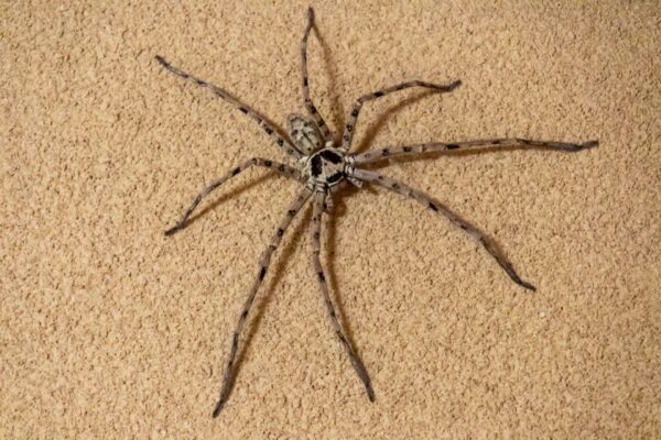 8 Bugs to be Aware of When Traveling in Japan | Japan Wonder Travel Blog