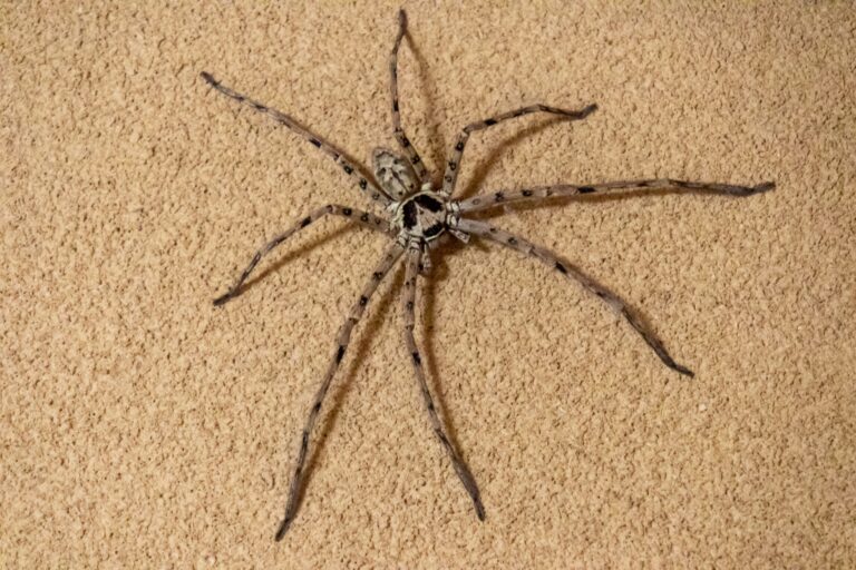 8 Bugs to be Aware of When Traveling in Japan | Japan Wonder Travel Blog