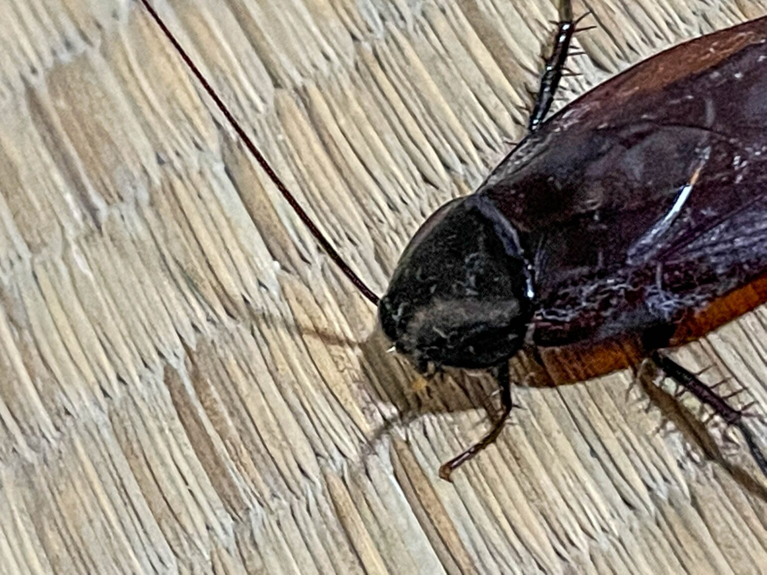 8 Bugs to be Aware of When Traveling in Japan | Japan Wonder Travel Blog