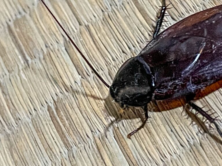 8 Bugs to be Aware of When Traveling in Japan | Japan Wonder Travel Blog