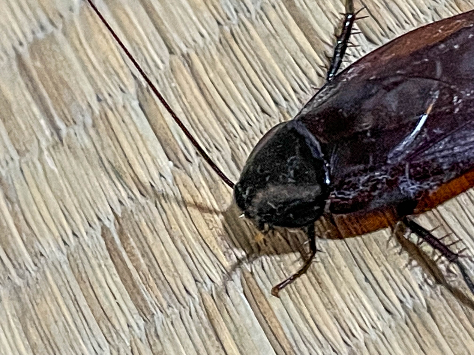 8 Bugs to be Aware of When Traveling in Japan | Japan Wonder Travel Blog