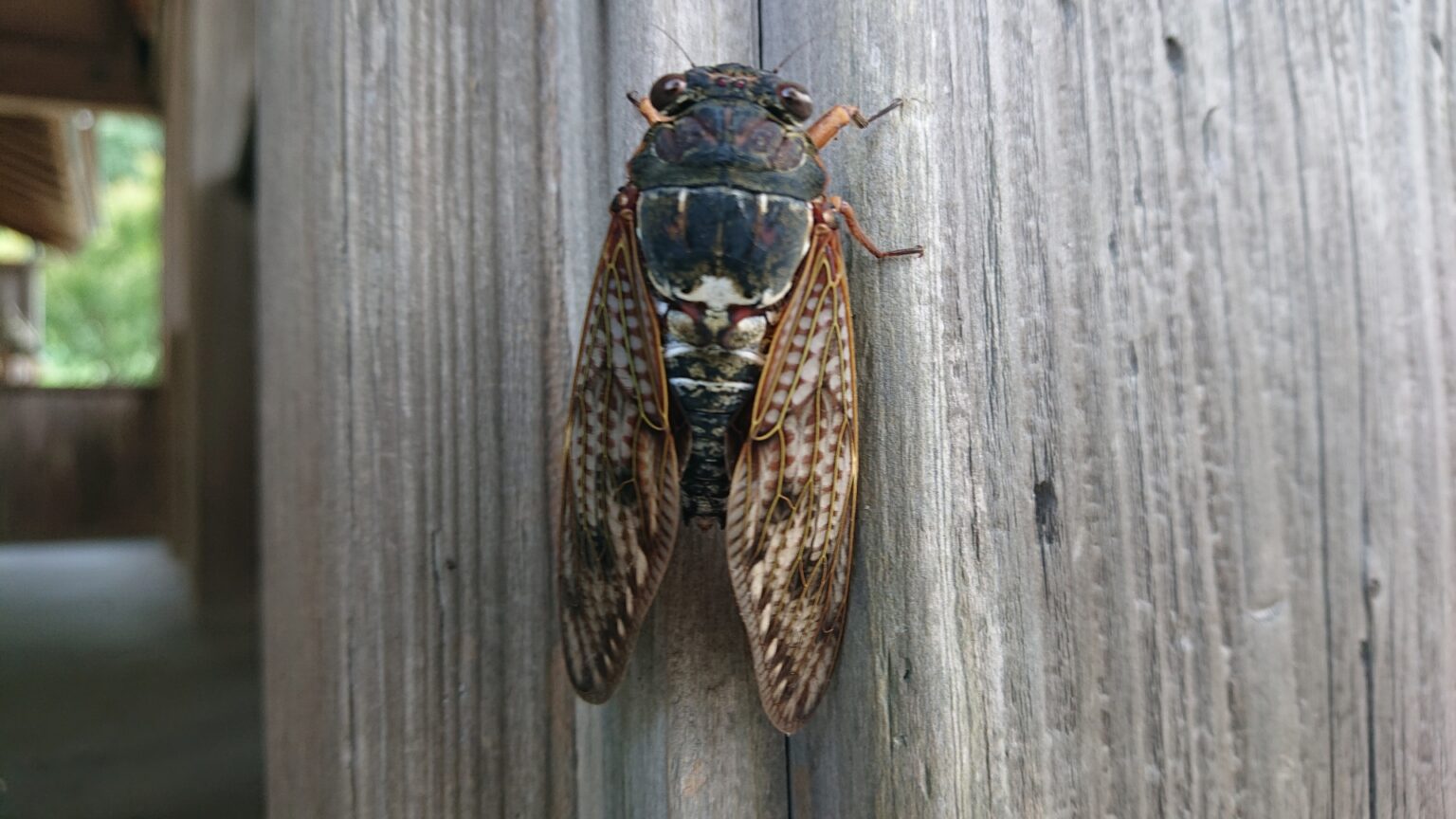 8 Bugs to be Aware of When Traveling in Japan | Japan Wonder Travel Blog