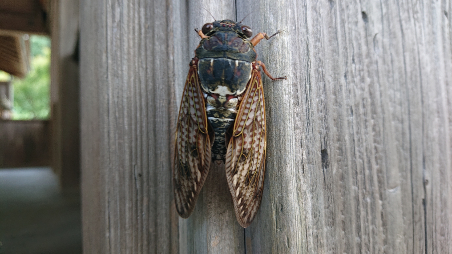 8 Bugs to be Aware of When Traveling in Japan | Japan Wonder Travel Blog