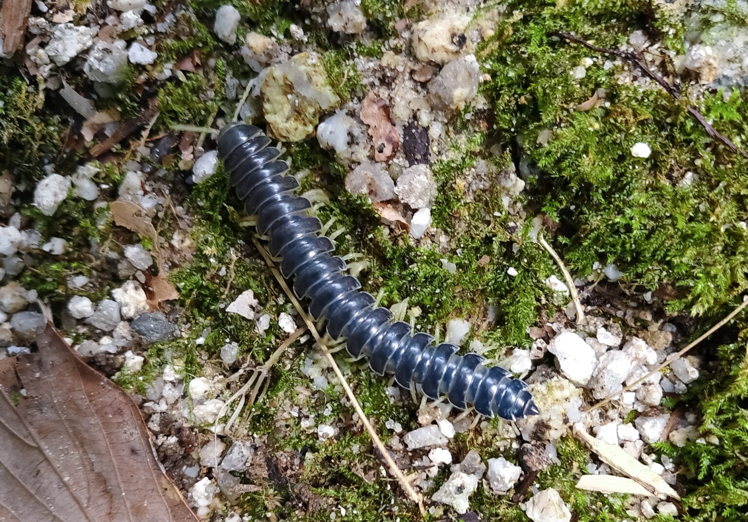 8 Bugs to be Aware of When Traveling in Japan | Japan Wonder Travel Blog