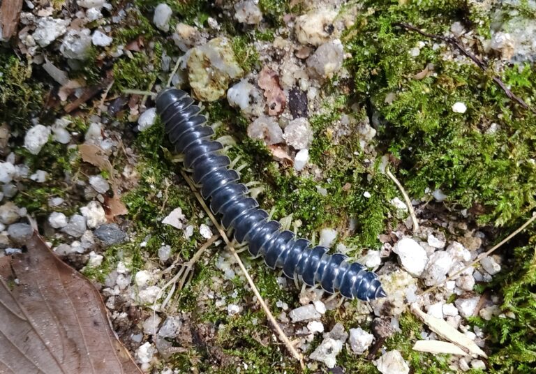 8 Bugs to be Aware of When Traveling in Japan | Japan Wonder Travel Blog