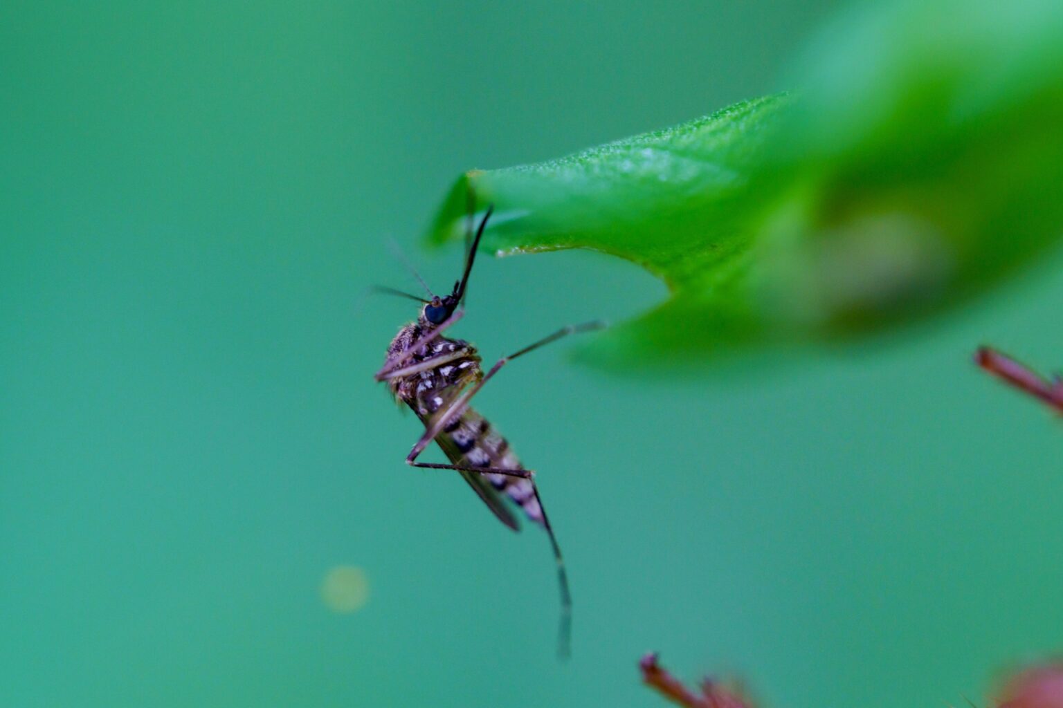 8 Bugs to be Aware of When Traveling in Japan | Japan Wonder Travel Blog